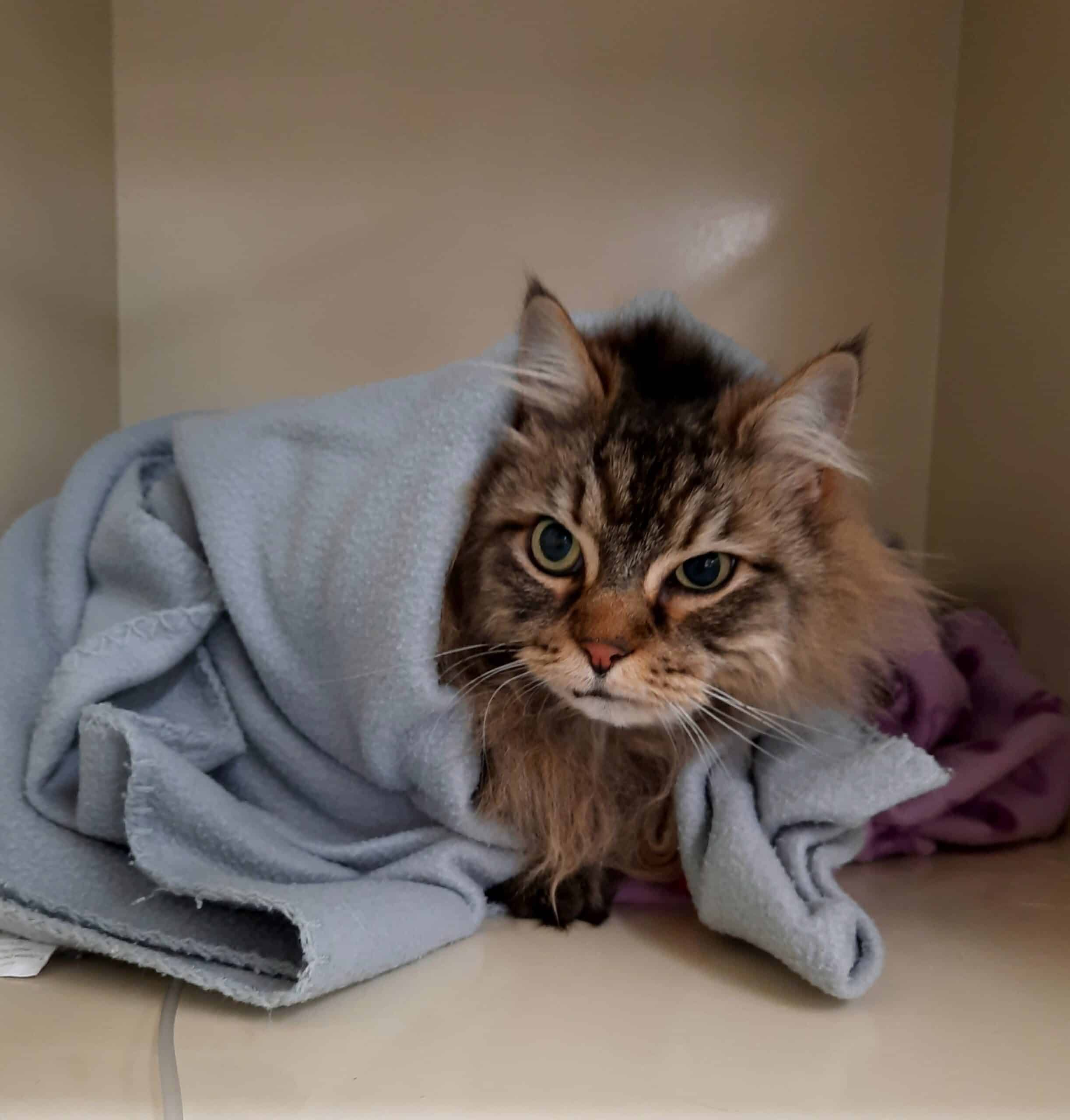 Keeping Your Cat Relaxed at the Vet: Part Two
