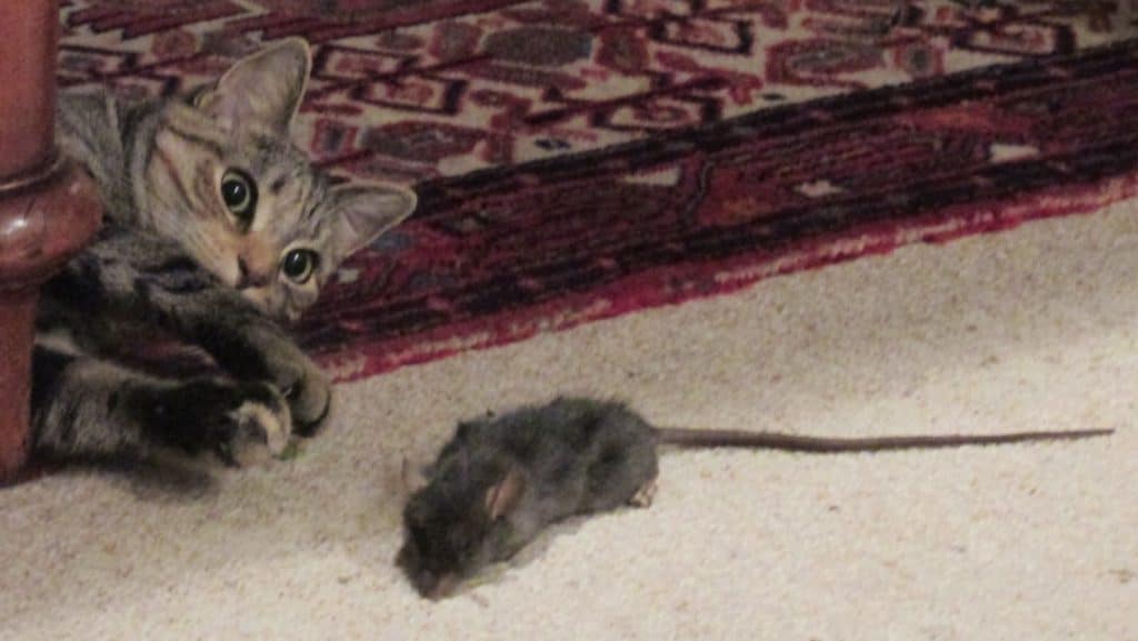 Halifax Veterinary Centre Hunter of the Year 2019 - Halifax Vet Centre