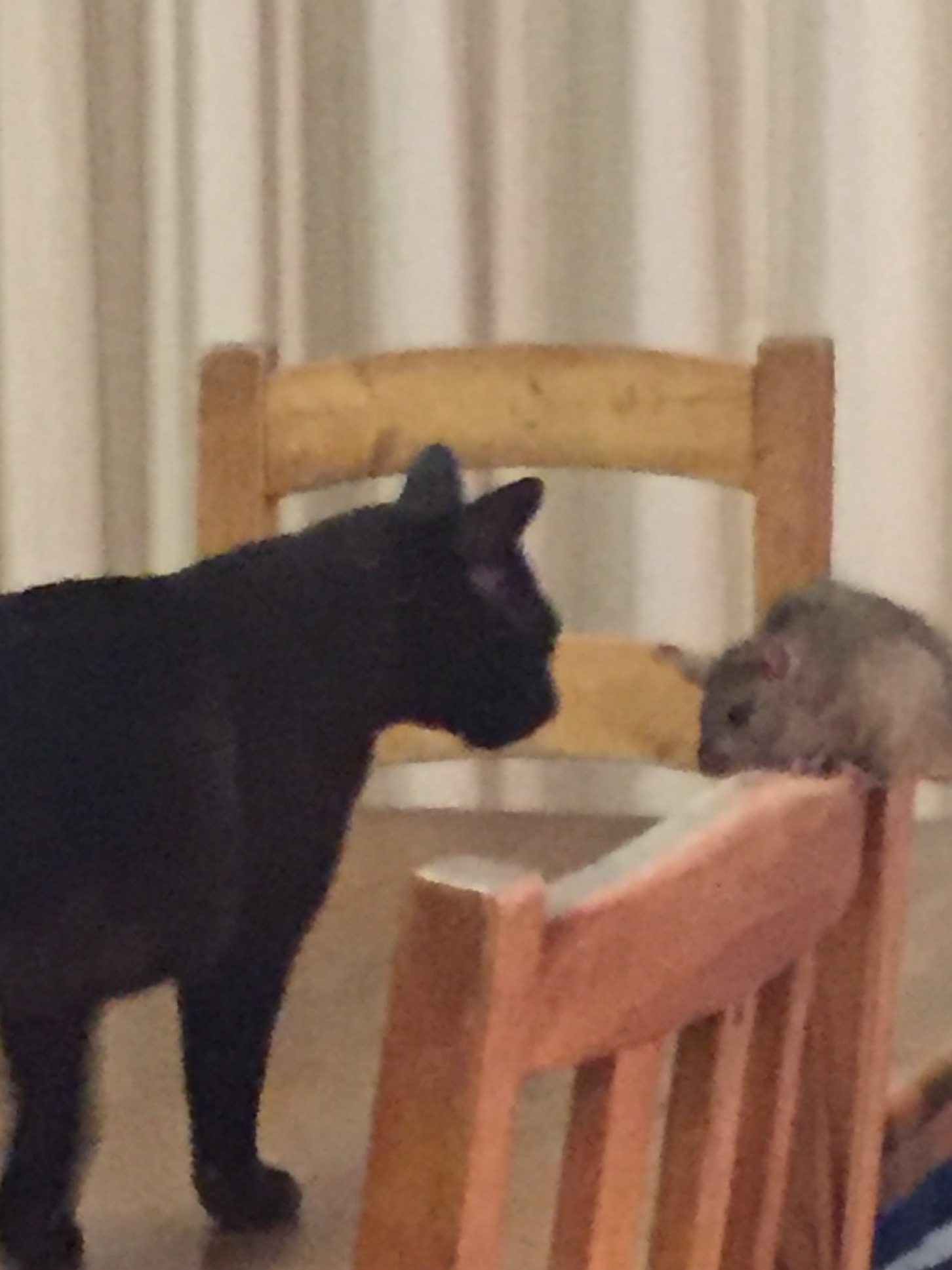 Hunter of the Year 2016 - Halifax Vet Centre